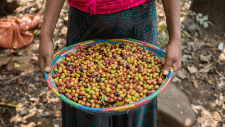 How is Decaf Coffee Made? 4 Decaffeination Processes | Barista & Co